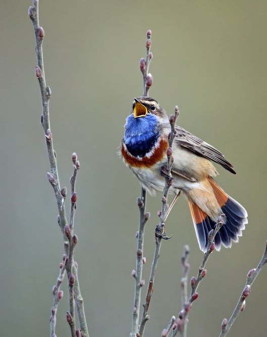 Gefährdete Arten im Fadenkreuz: LBV kritisiert geplante Neuregelungen ...