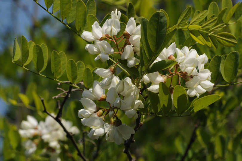 Robinie - Robinia pseudoacacia - LBV