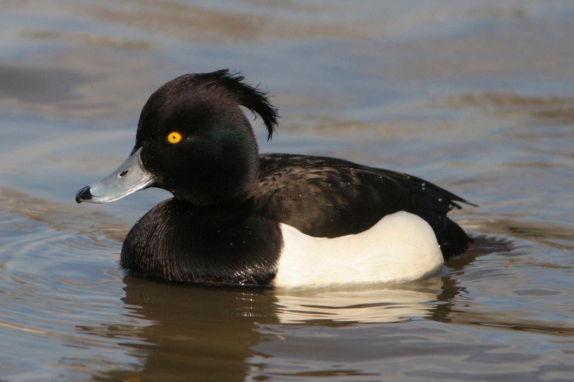 Leicht verwechselbar: Enten im Vergleich - LBV