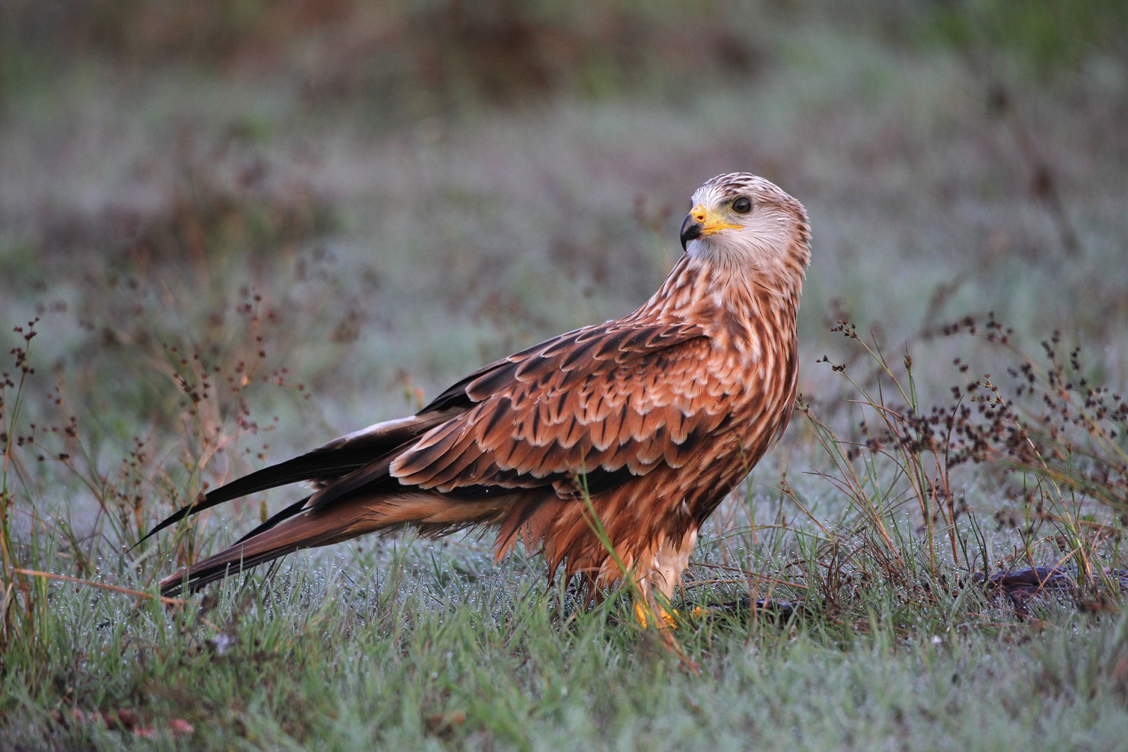 Rotmilan-Schutz in Bayern - LBV - Gemeinsam Bayerns Natur schützen