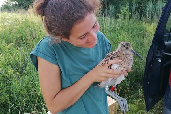 Hintergrund zur Satelliten-Telemetrie Großer Brachvogel - LBV