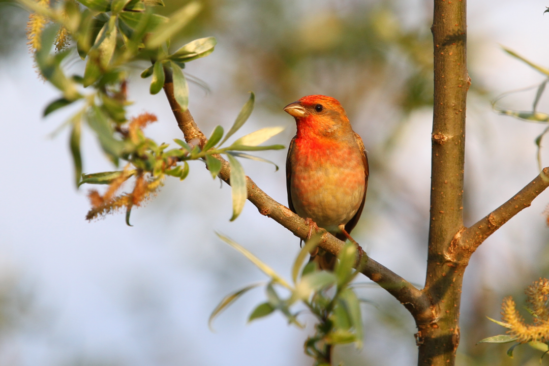 Leicht verwechselbar: Klein und rot? - LBV