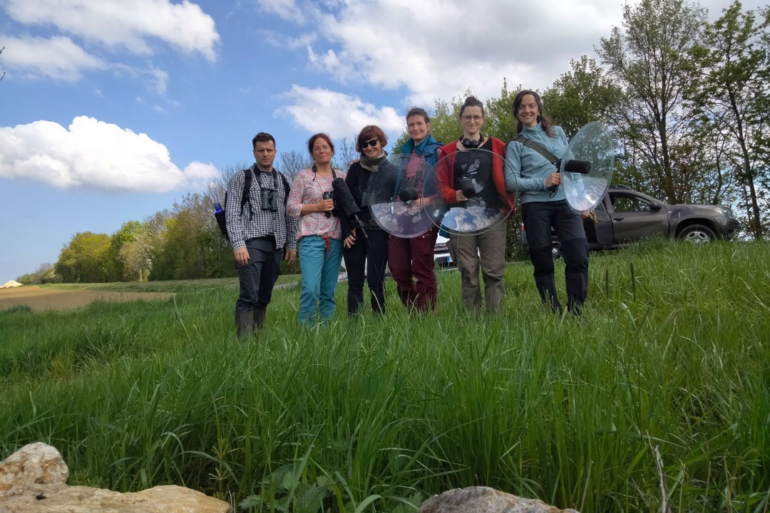 Ortolan Brutsaison 2023 in Bayern: Forschungsergebnisse liegen vor - LBV