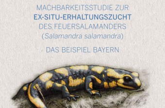 Feuersalamander - LBV