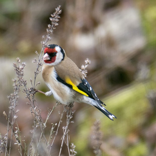 Stieglitz oder Distelfink - LBV