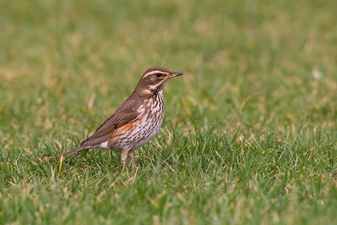 Leicht verwechselbar: Drosseln - LBV