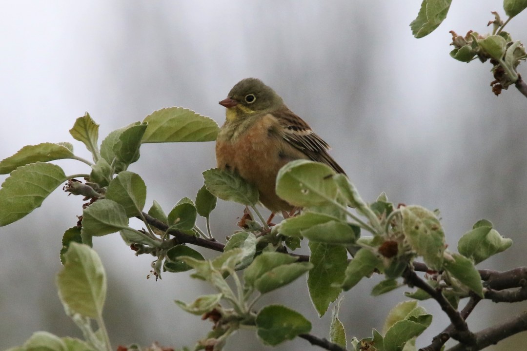 Ortolan Brutsaison 2020: Ein stiller Frühling - LBV