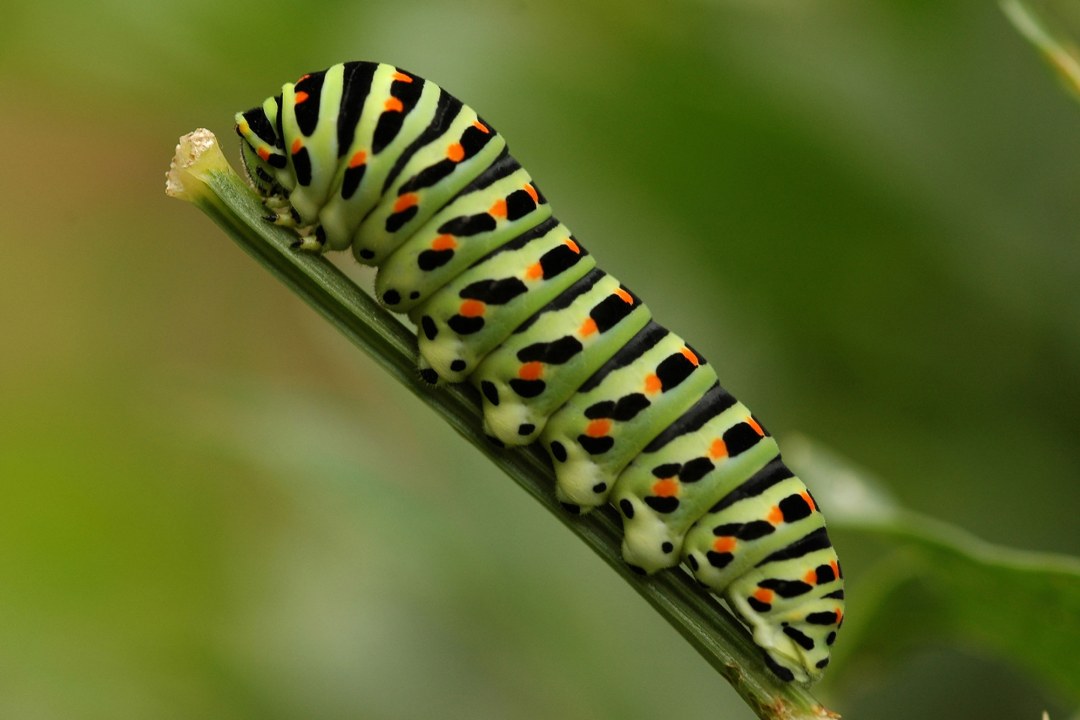 Schwalbenschwanz - LBV