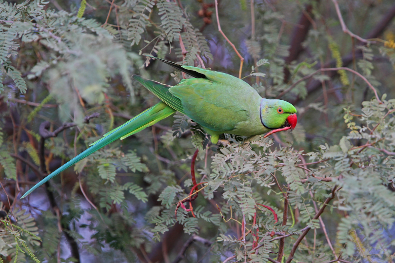 Halsbandsittich - LBV