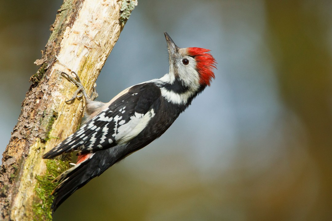 Leicht verwechselbar: Spechte - LBV