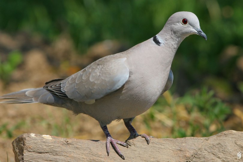 Leicht verwechselbar: Tauben - LBV