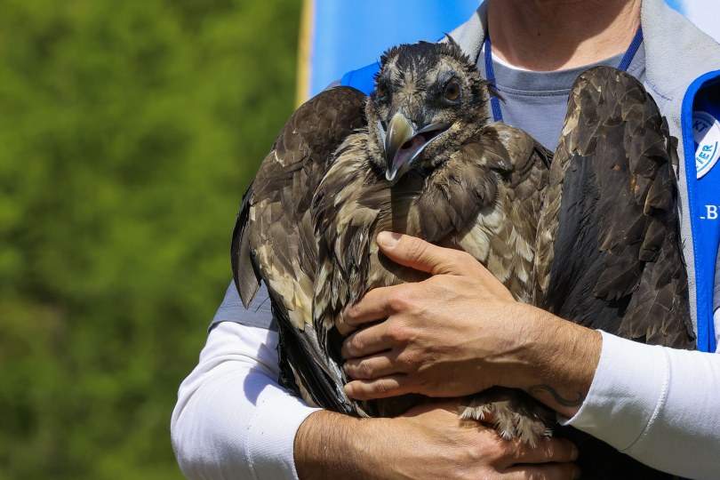 Bartgeier Wiggerl im Porträt (2024) - LBV