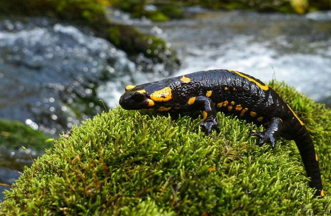 Feuersalamander - LBV