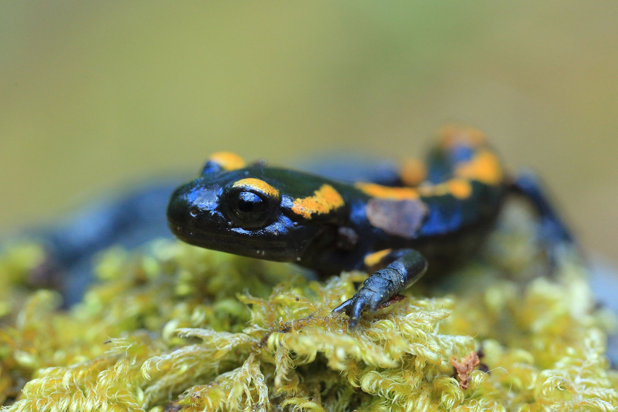 Feuersalamander in Bayern beobachtet? Jetzt melden! - LBV