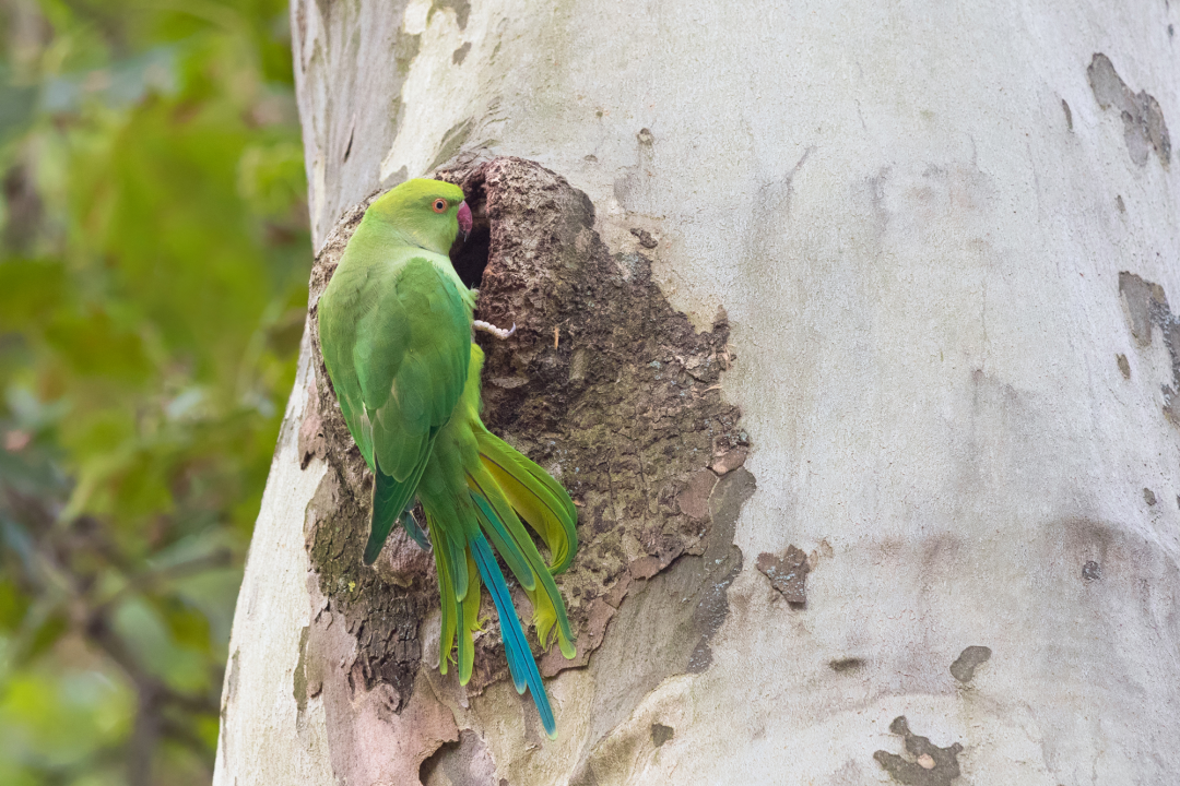 Halsbandsittich - LBV