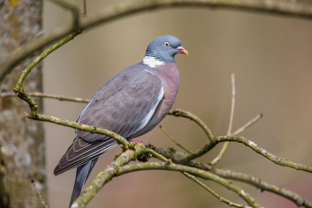 Leicht verwechselbar: Tauben - LBV