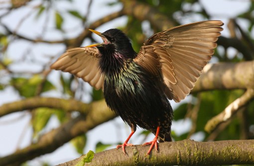 Star - LBV - Gemeinsam Bayerns Natur schützen