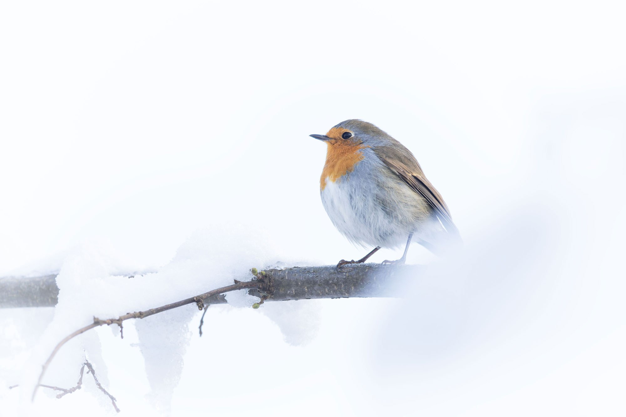 Wintervogel-Atlas in Bayern - LBV