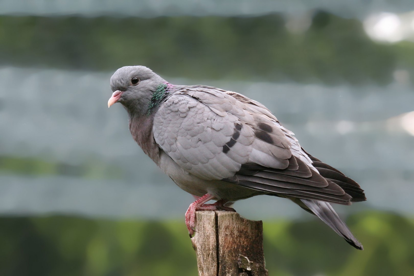 Leicht verwechselbar: Tauben - LBV - Gemeinsam Bayerns Natur schützen