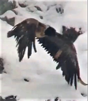 Endlich eine Sichtmeldung von Recka - LBV