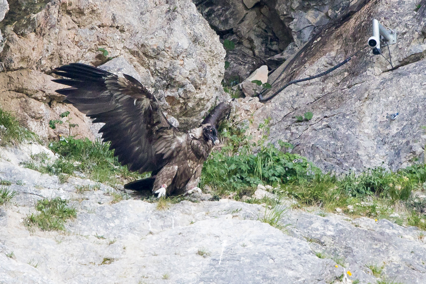 Bartgeier Sisi im Porträt (2023) - LBV