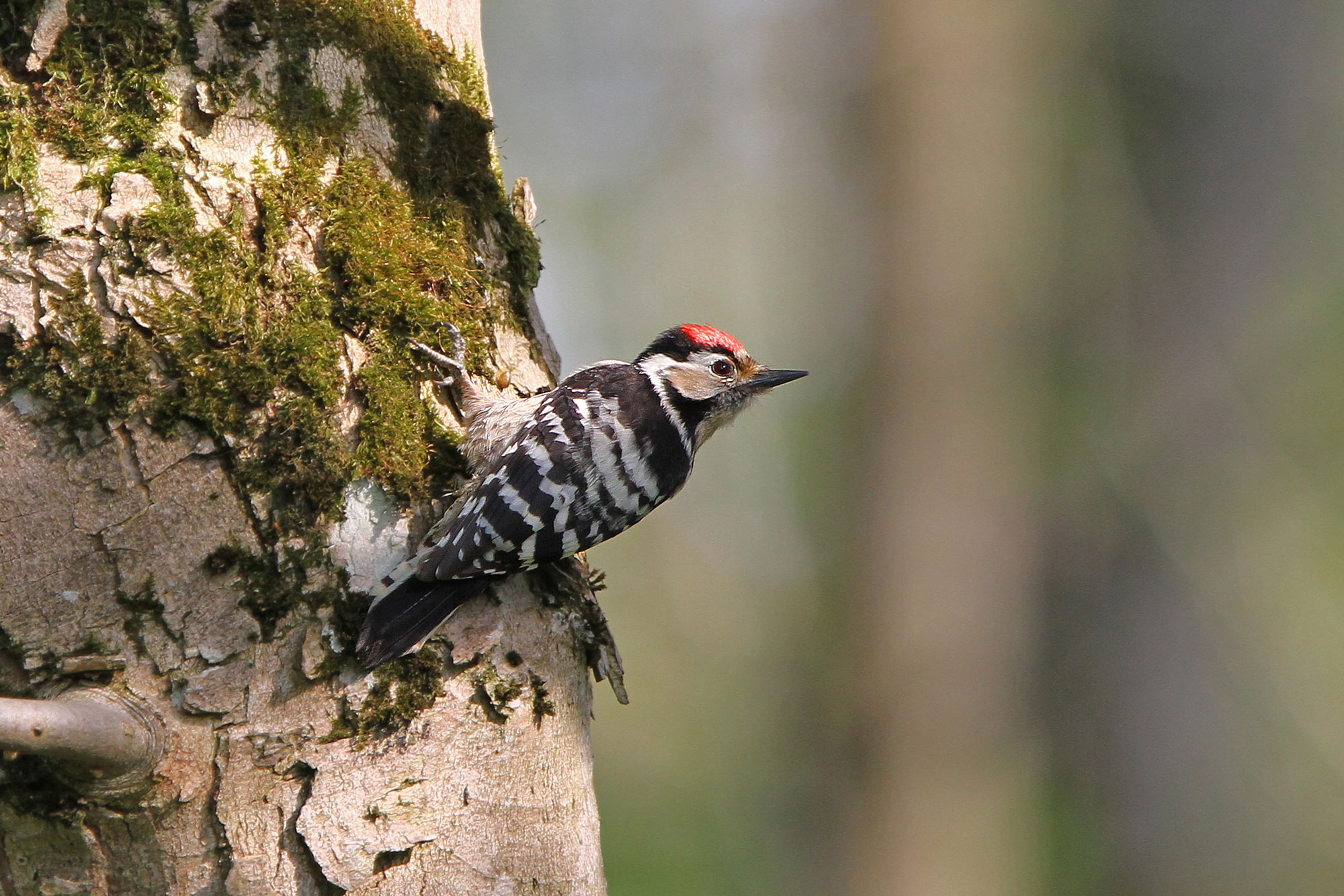Citizen Science-Projekt „Kleiner Specht – große Rolle“ - LBV