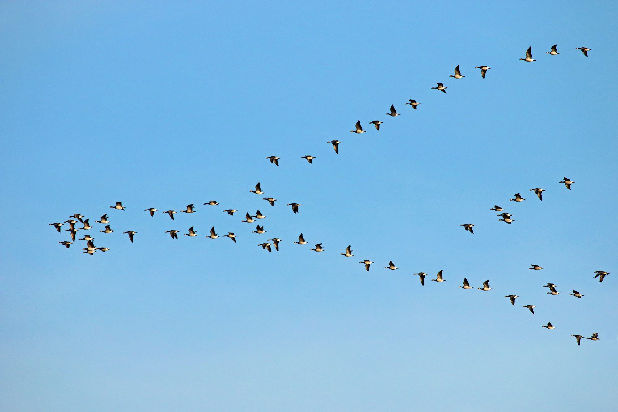 Vogelzug: Warum fliegen Vögel in den Süden? - LBV