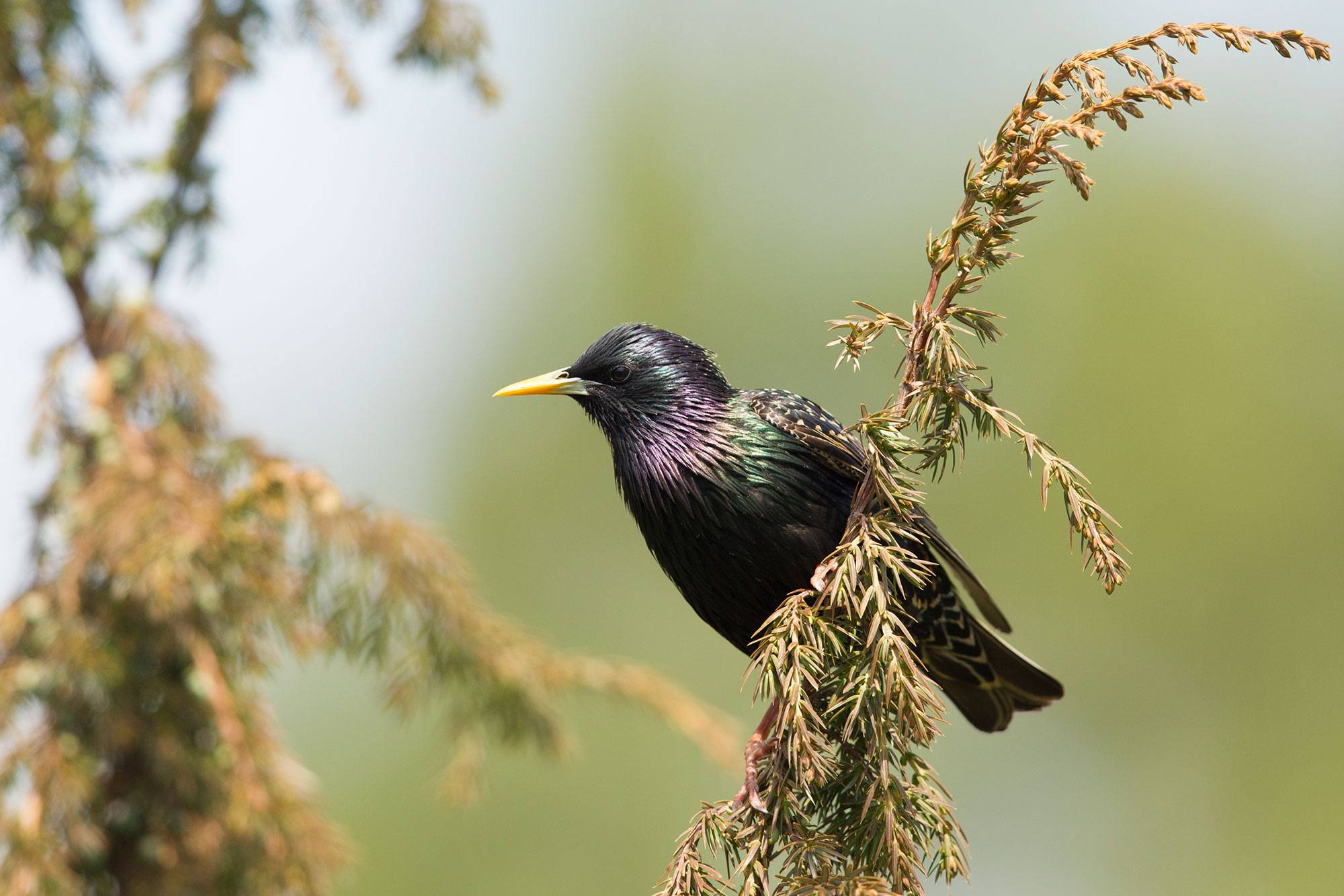 Star ist Vogel des Jahres 2018 - LBV