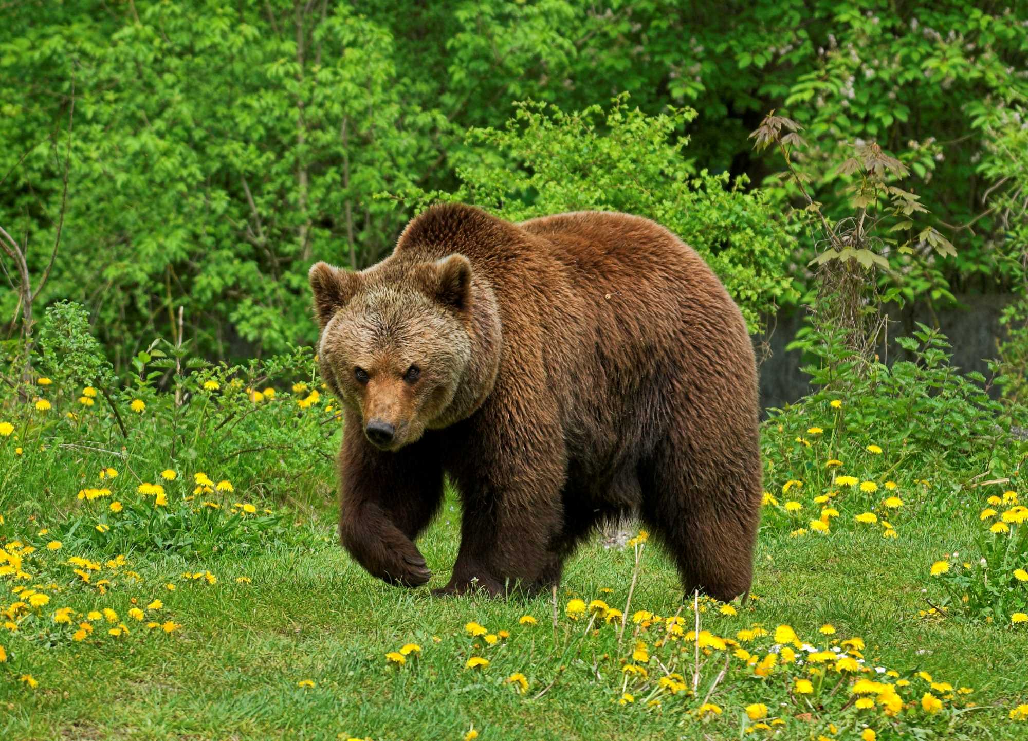 Keine Panik! – Nicht jeder Bär ist ein Problembär - LBV