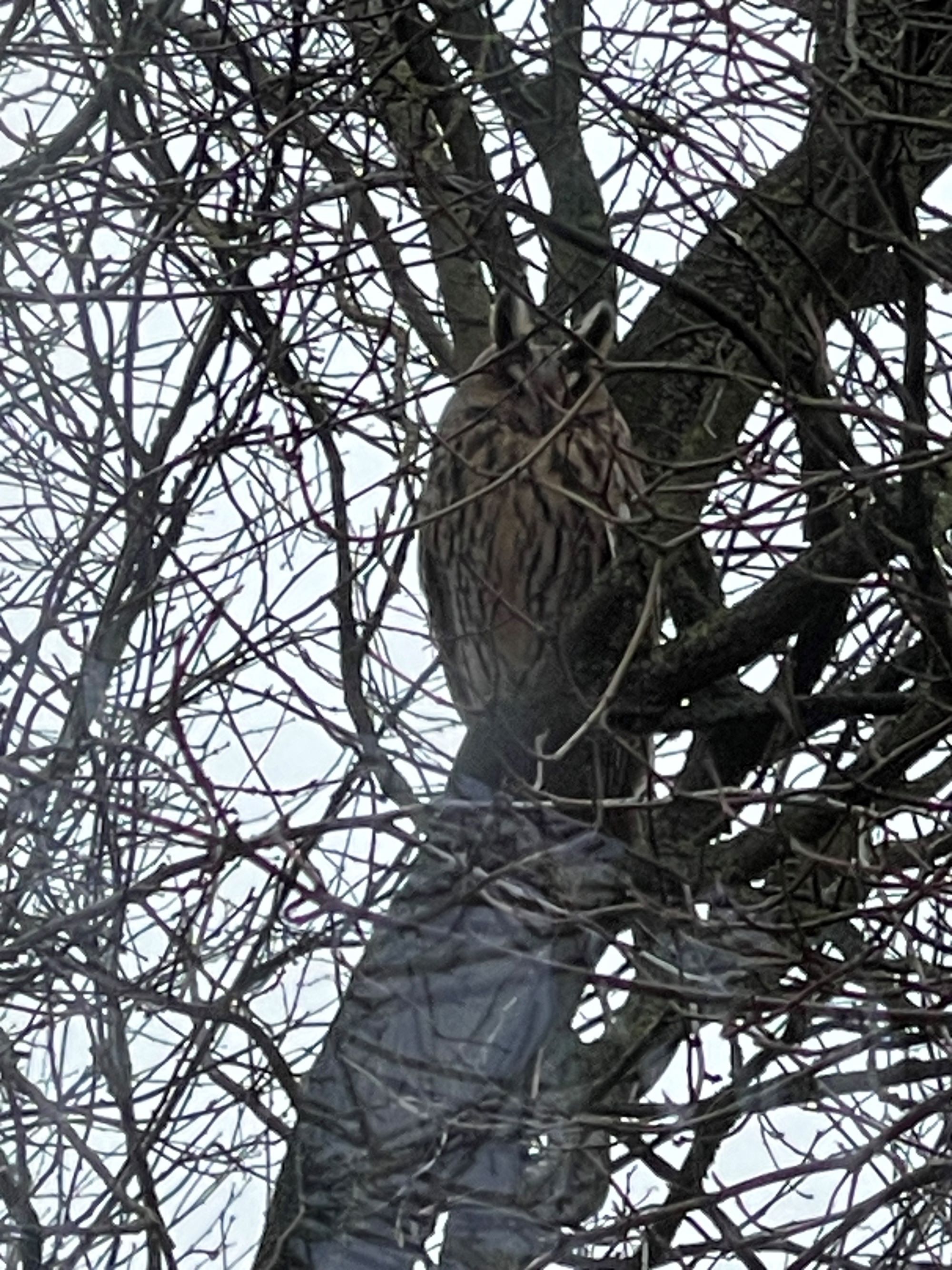 Ergebnis der „Stunde der Wintervögel”: Unerwartete Gäste in Bayerns ...