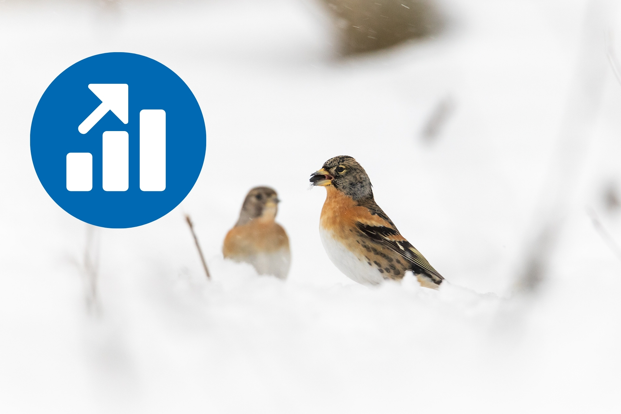Die Stunde der Wintervögel in Bayern - LBV